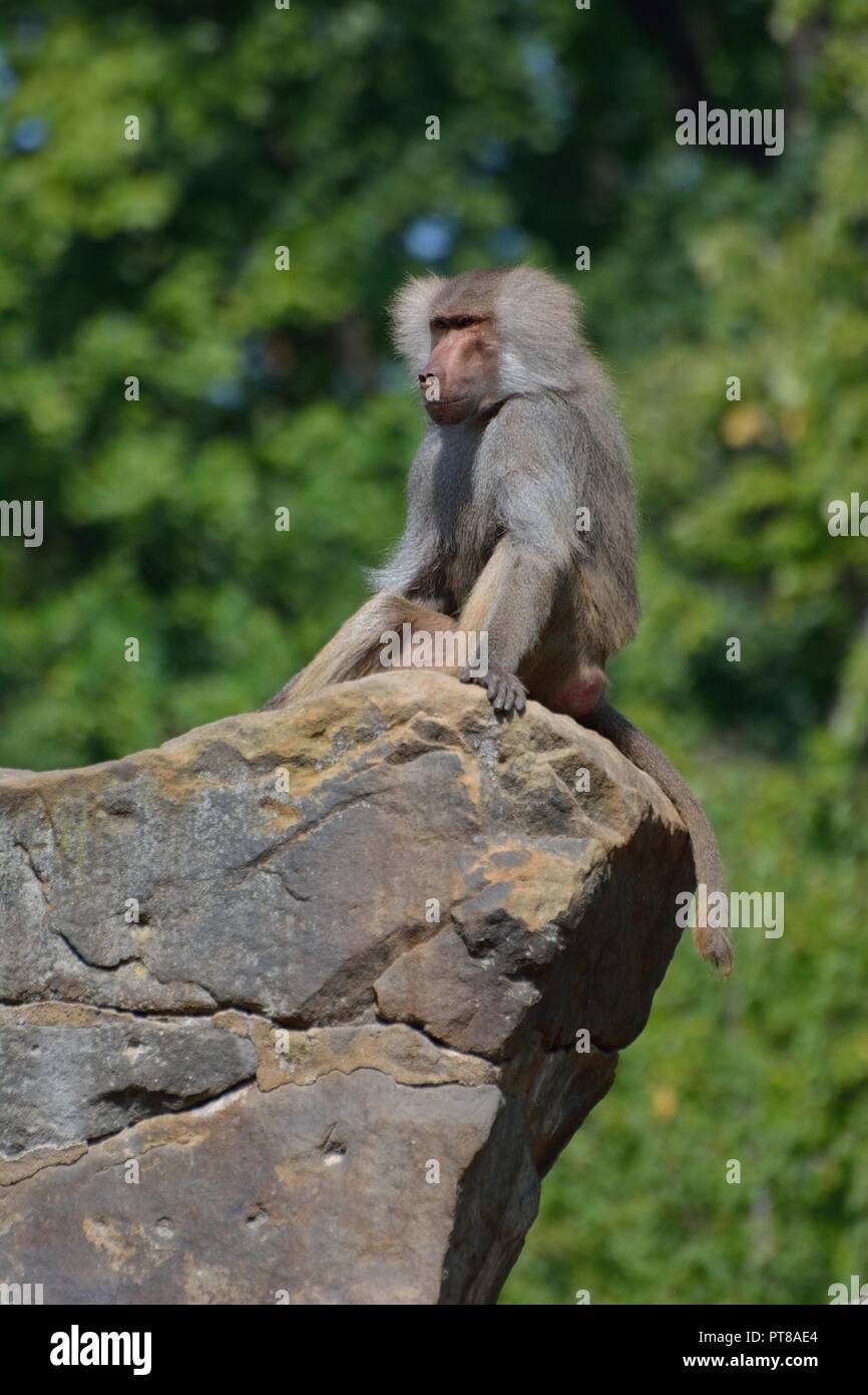 Baboon rock hi-res stock photography and images - Alamy