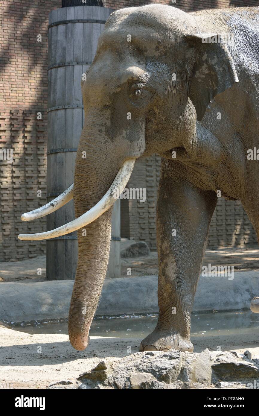 Elephant fangs hi-res stock photography and images - Alamy