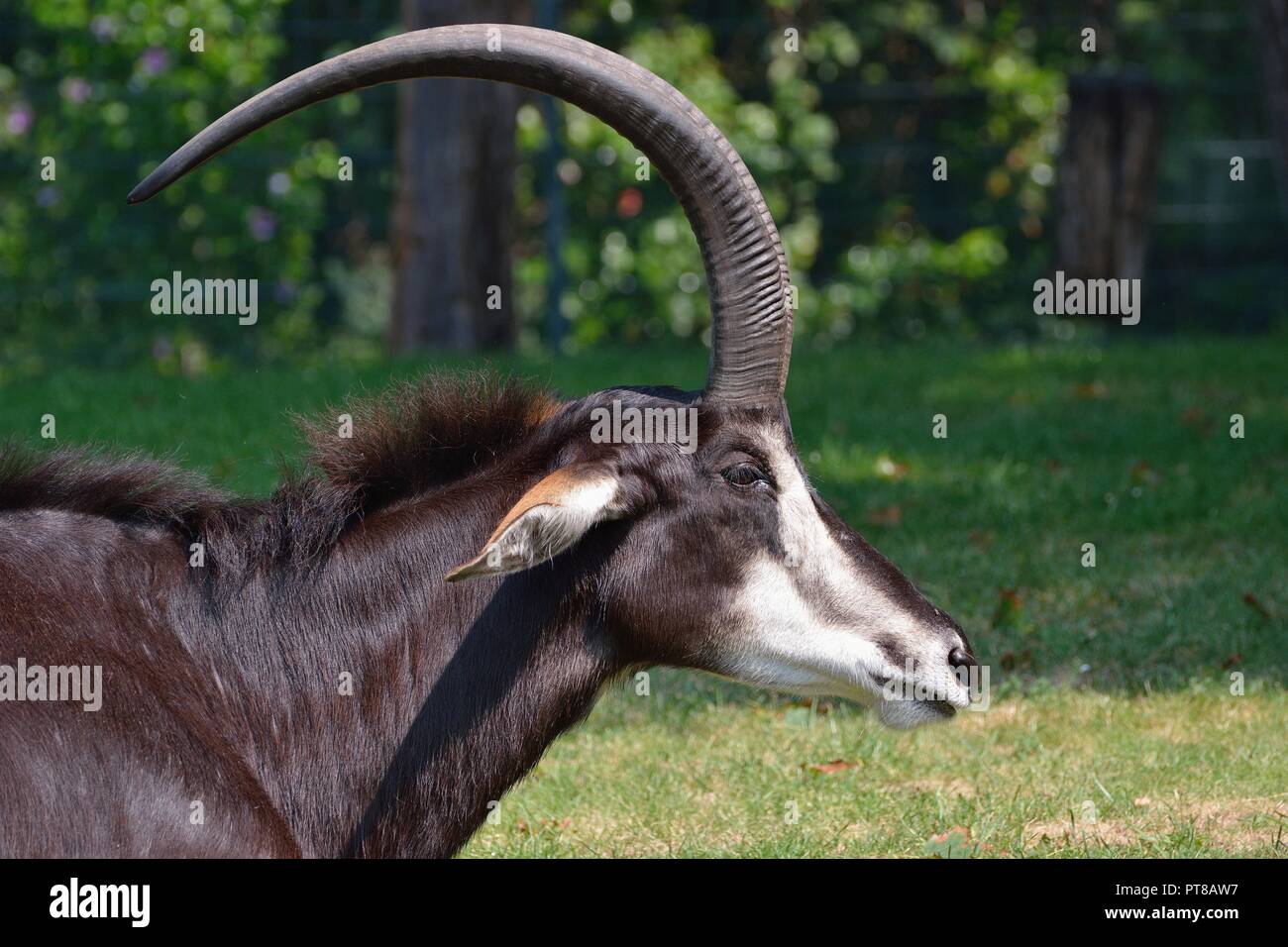 Horns long hi-res stock photography and images - Alamy