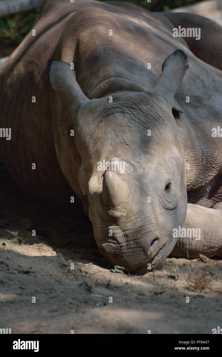 Baby rhino hi-res stock photography and images - Alamy
