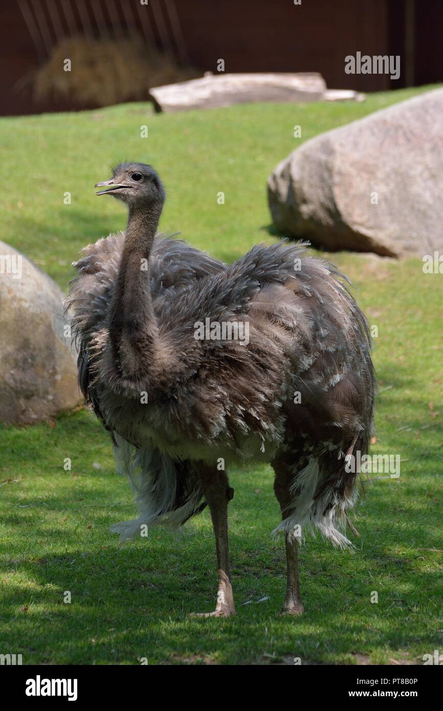 Ostrich plumage hi-res stock photography and images - Alamy