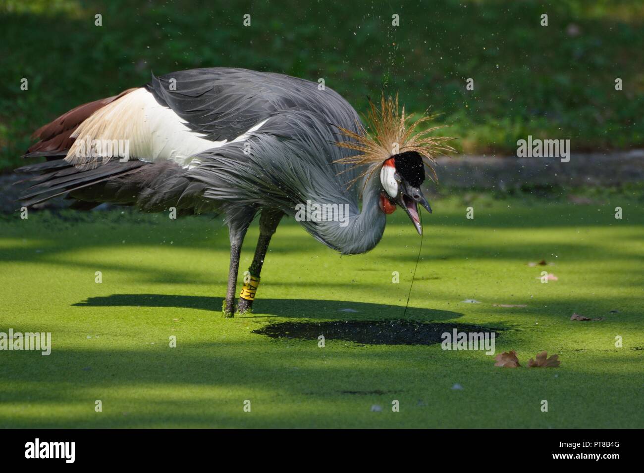 Gray crowned crane Stock Photo - Alamy
