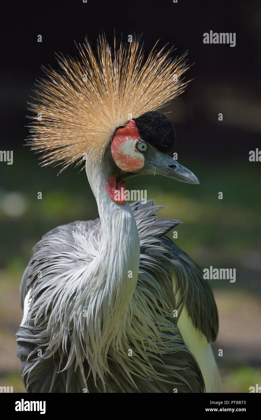 Gold crane hi-res stock photography and images - Alamy
