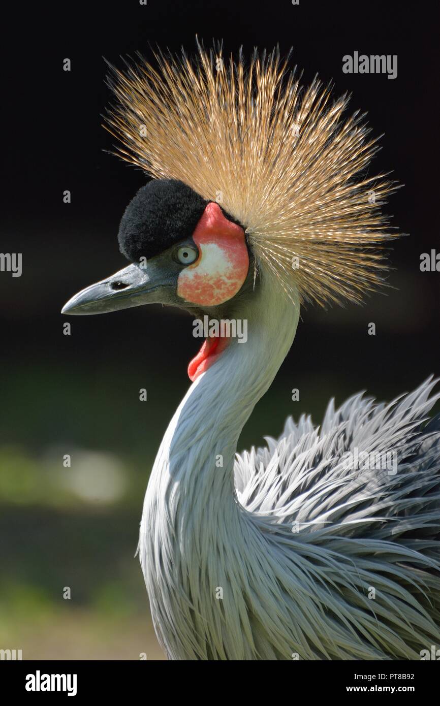 Crane with crown hi-res stock photography and images - Alamy