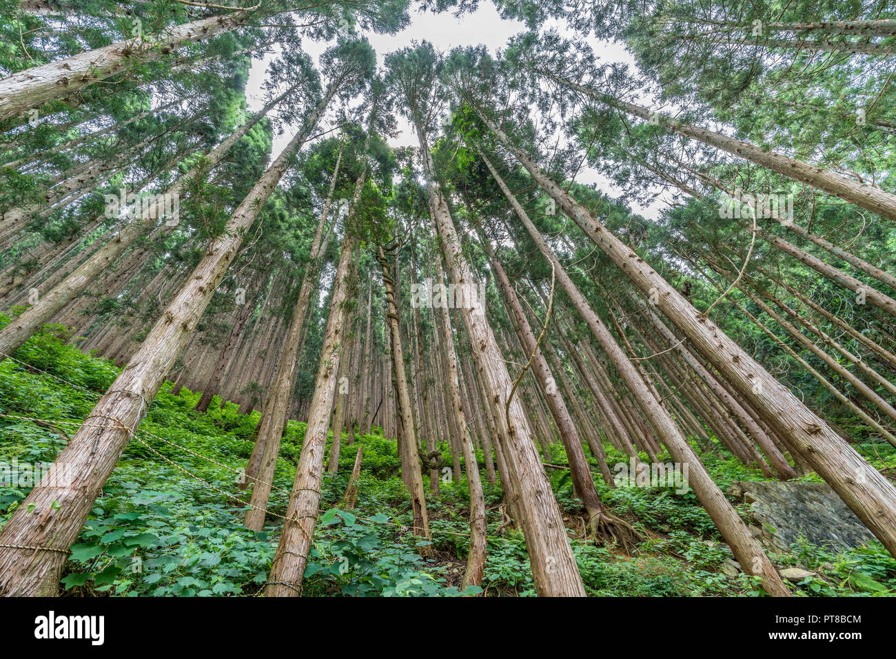 Naganoken hi-res stock photography and images - Alamy