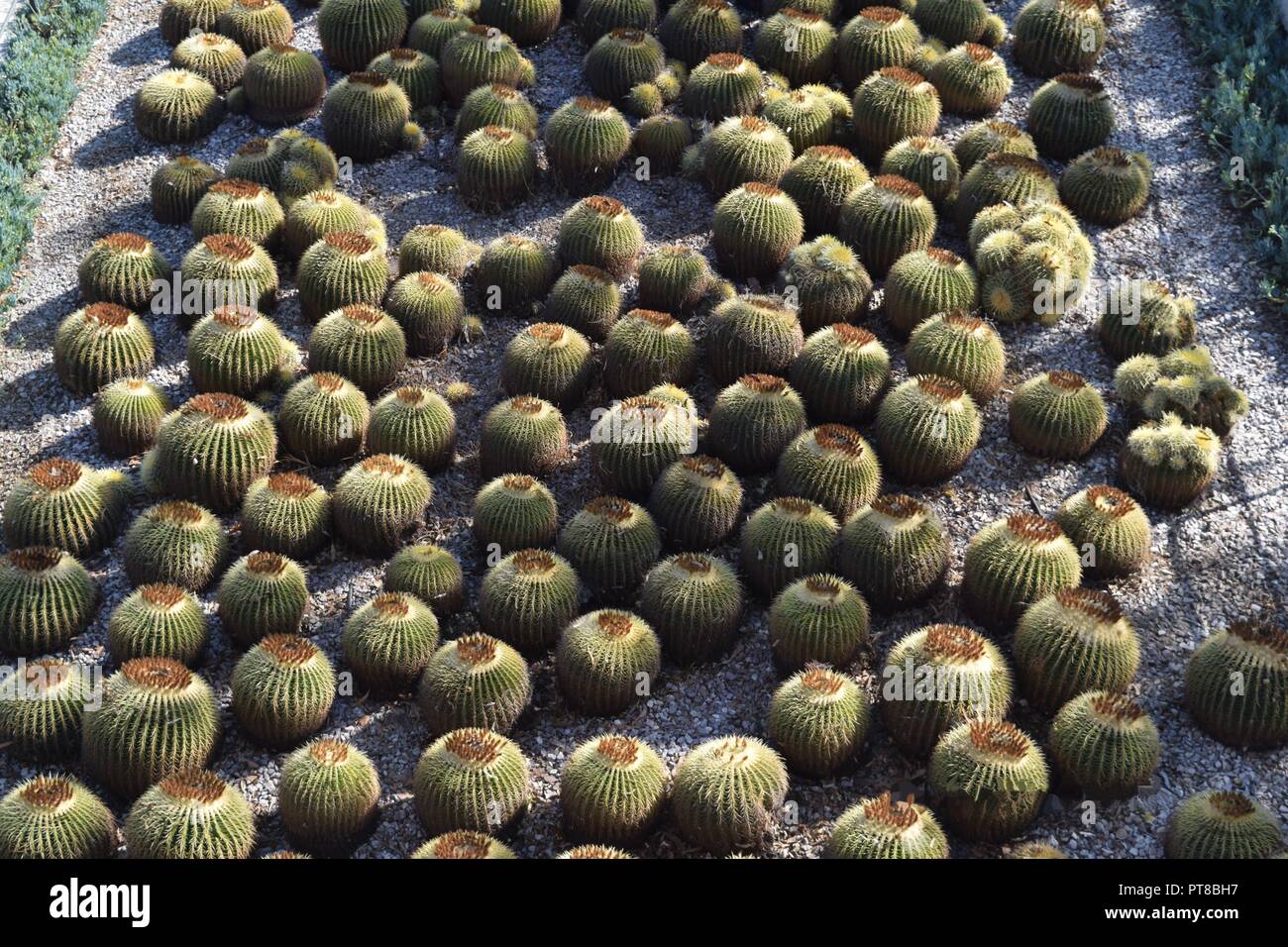 Small Cactus Plants in the Getty Center Gardens, California Stock Photo ...