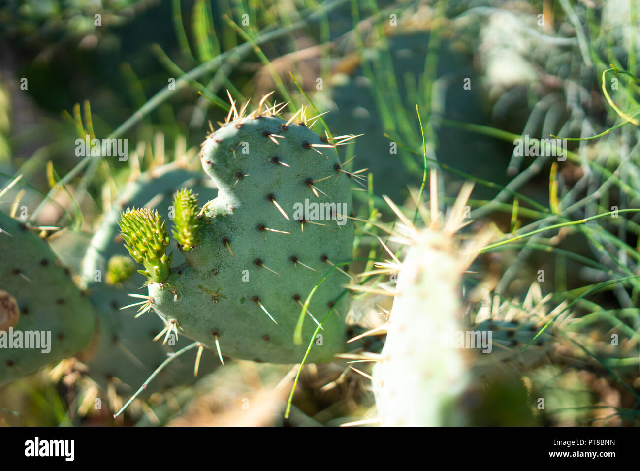 Chaparral leaf hi-res stock photography and images - Alamy