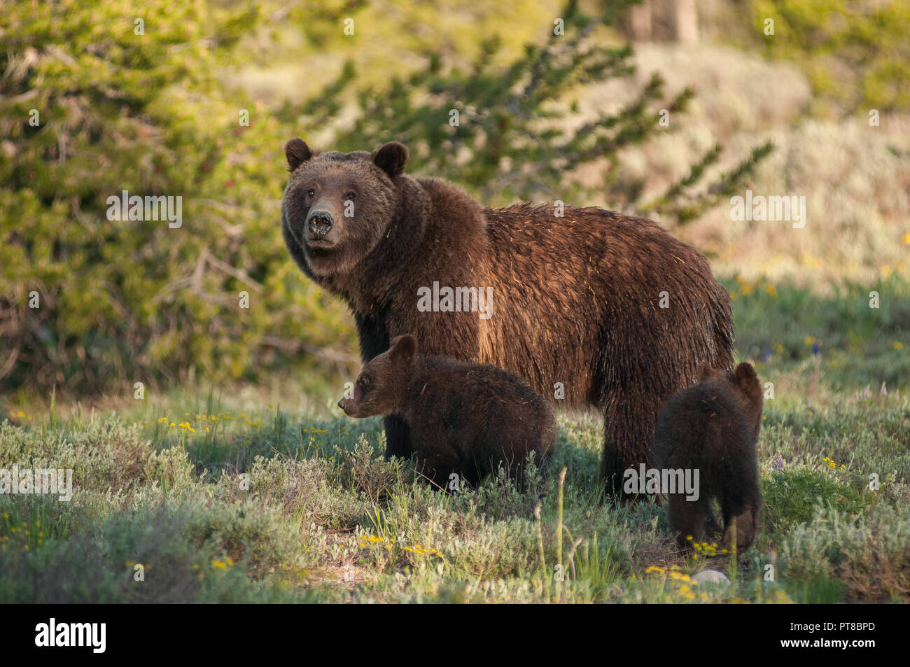 Grizzly bear in the wild Stock Photo - Alamy