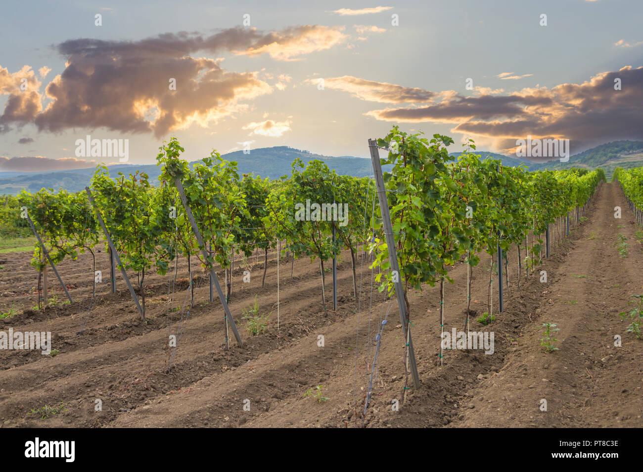 Vineyard in the sunset hi-res stock photography and images - Alamy