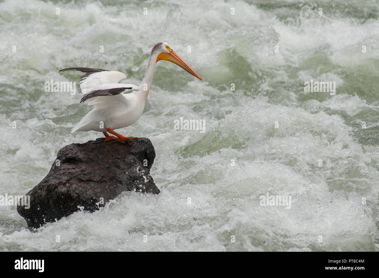 Pelican in canadian wilderness hi-res stock photography and images - Alamy