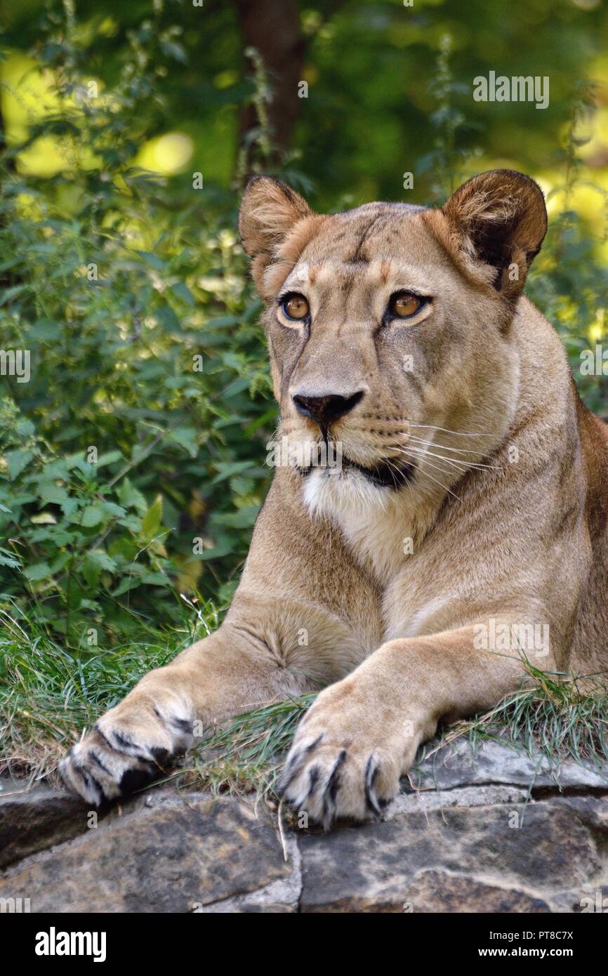 Lioness posing on a rock Stock Photo - Alamy