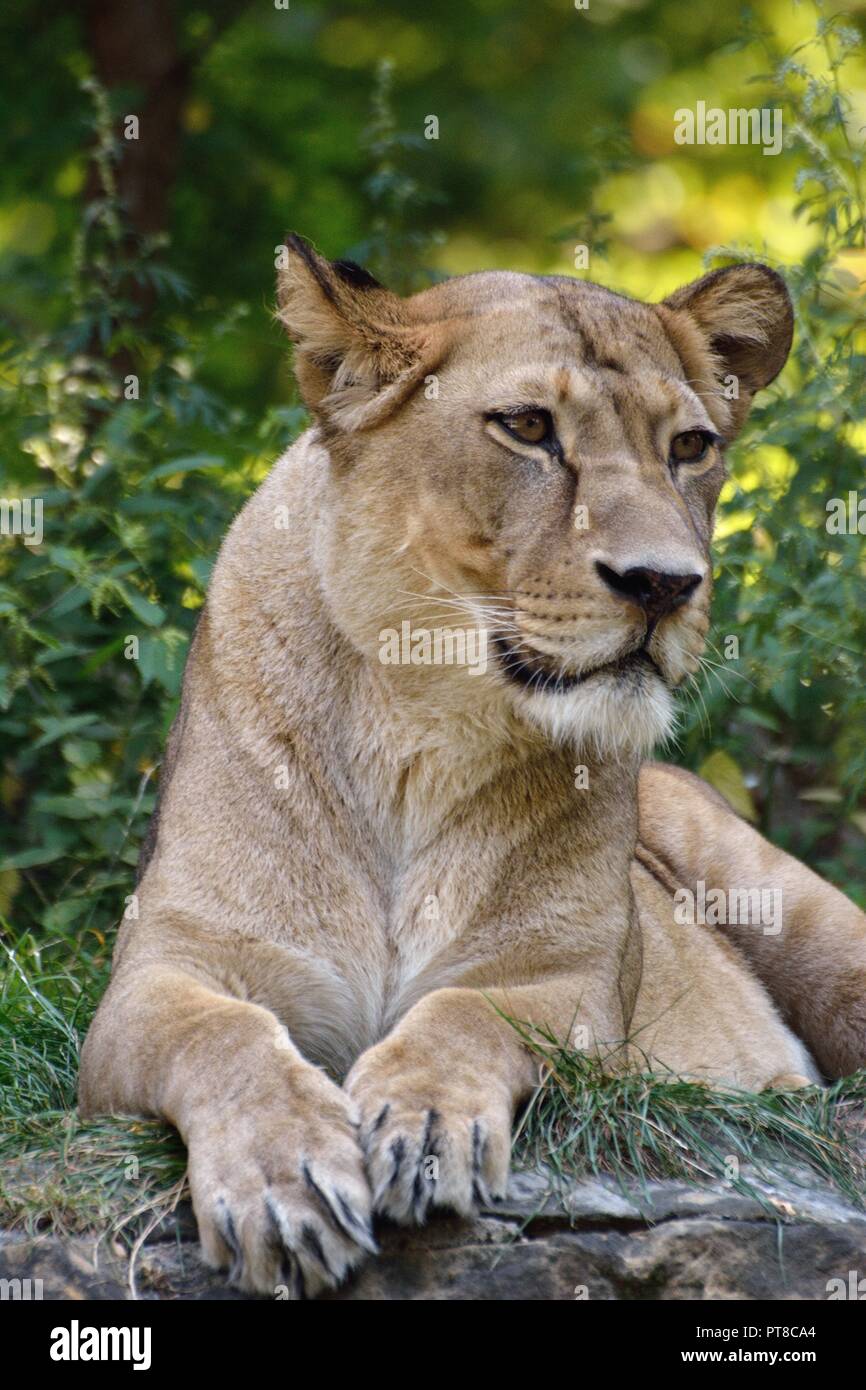 Lioness posing on a rock Stock Photo - Alamy