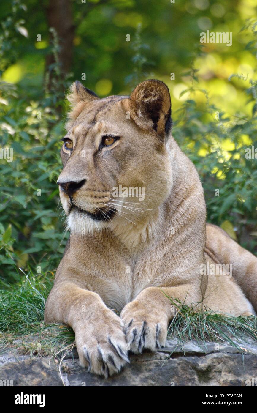 Lioness posing on a rock Stock Photo - Alamy