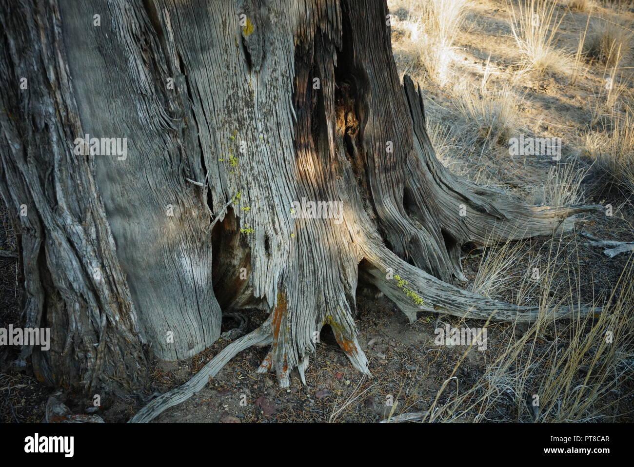Juniper forms and textures Stock Photo - Alamy