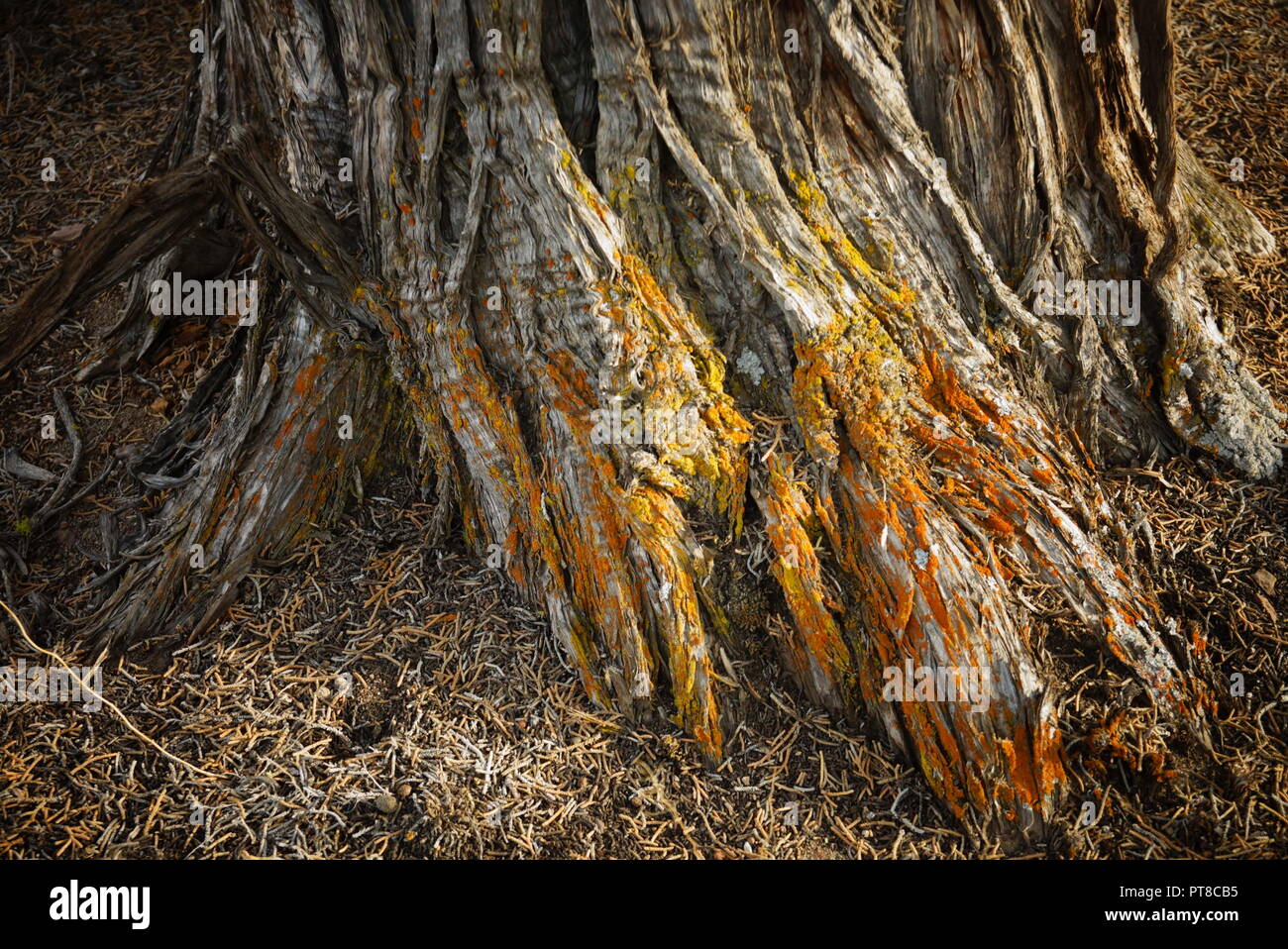 Juniper forms and textures Stock Photo - Alamy