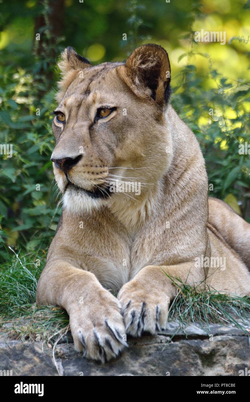 Lioness posing on a rock Stock Photo - Alamy