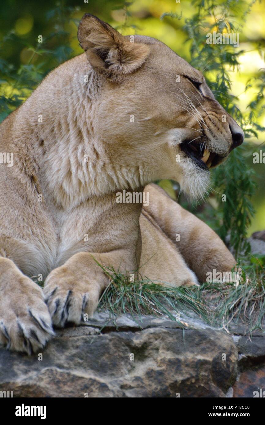 Lioness posing on a rock Stock Photo - Alamy