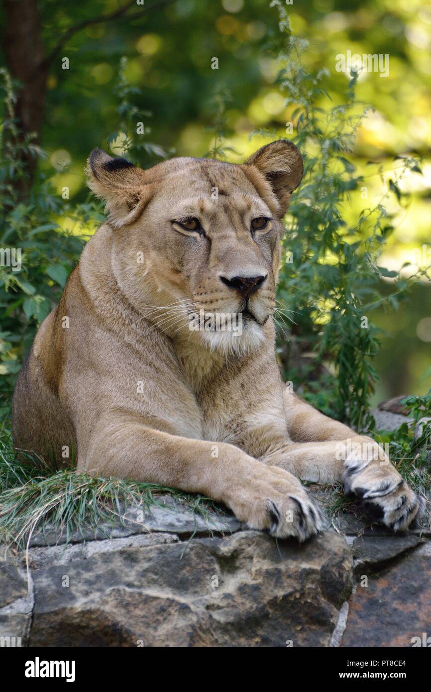 Lioness posing on a rock Stock Photo - Alamy
