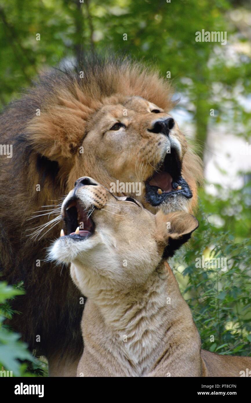 Lion and lionness Stock Photo - Alamy