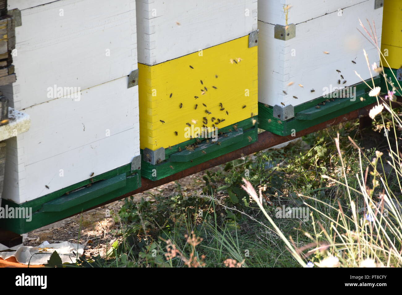 Honey bees kept in a bee box Stock Photo - Alamy