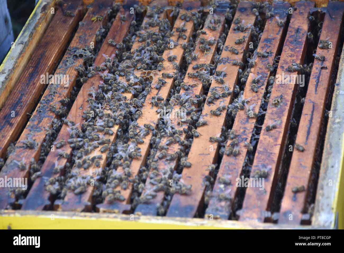 Honey bees kept in a bee box Stock Photo - Alamy