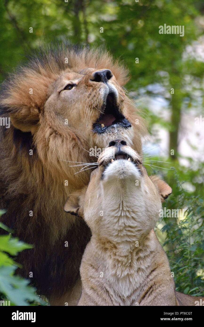 Lion and lionness Stock Photo - Alamy
