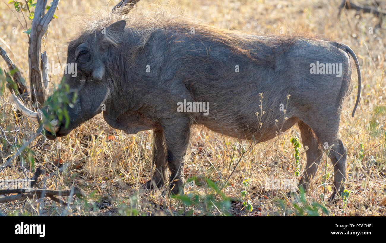 Warthog observation hi-res stock photography and images - Alamy