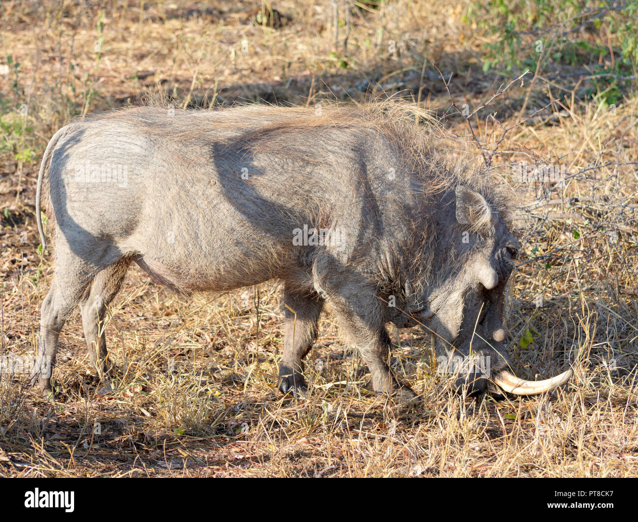 Great limpopo transfrontier park kruger national park hi-res stock photography and images - Alamy