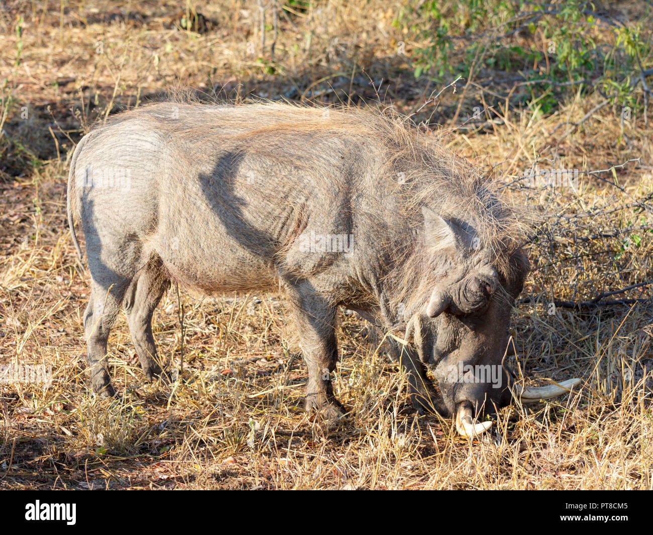 Warthog observation hi-res stock photography and images - Alamy