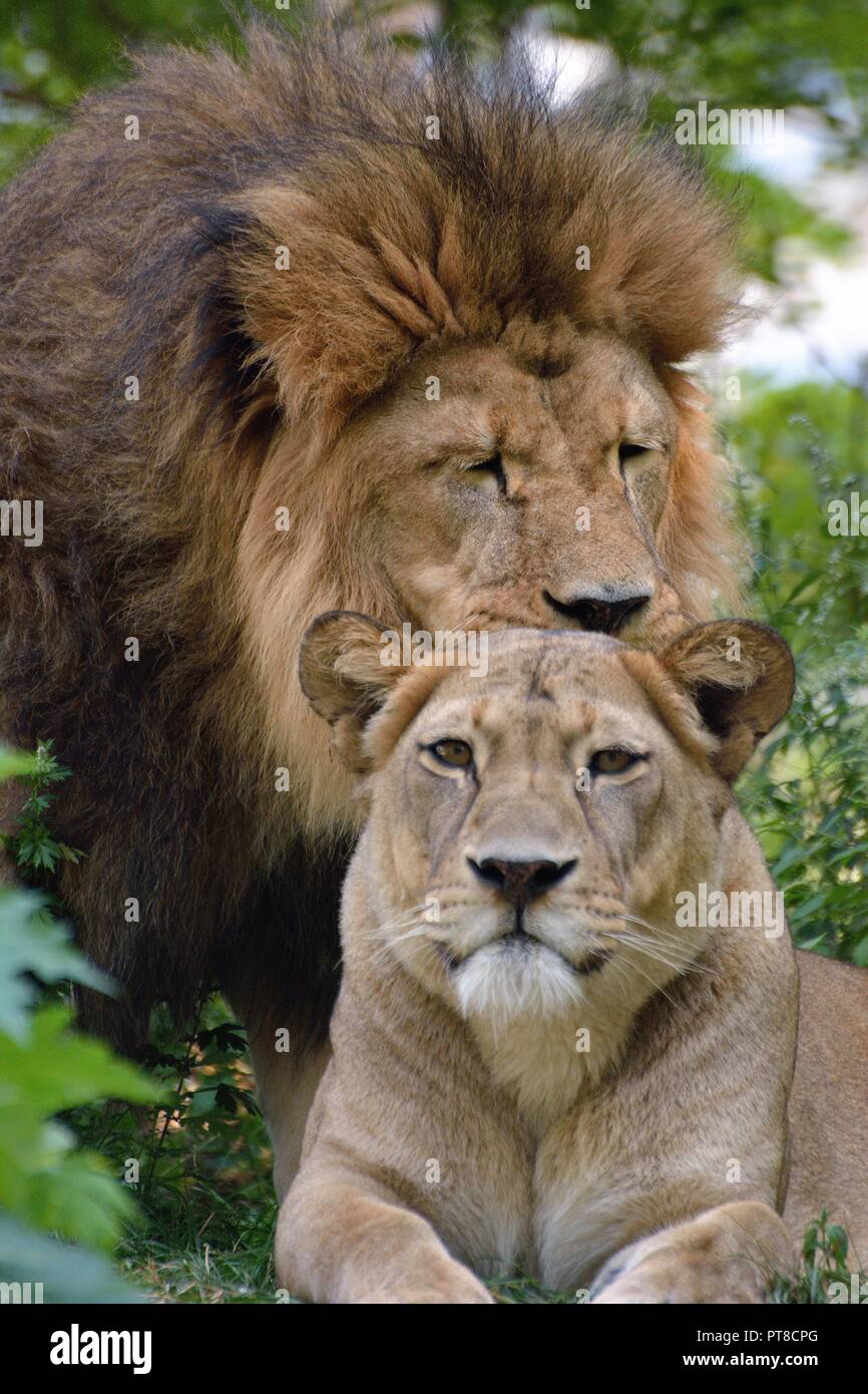 Lion and lionness Stock Photo - Alamy