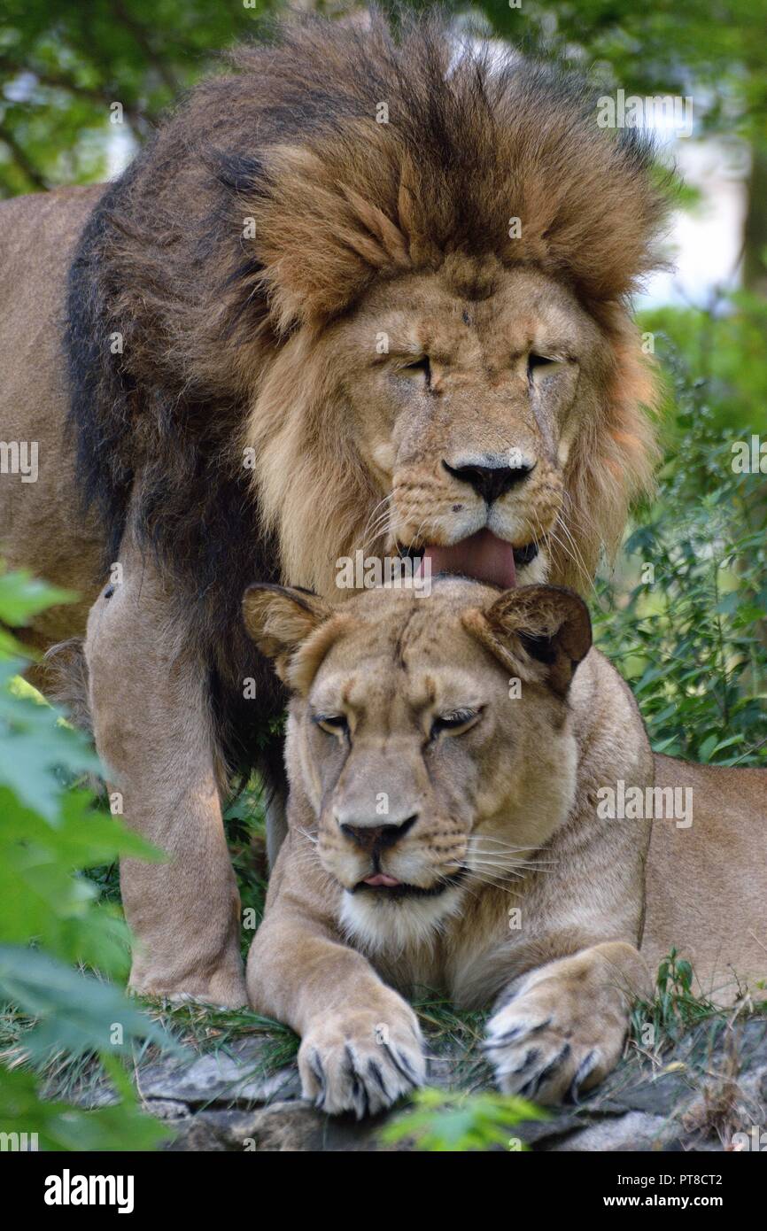 Lion and lionness Stock Photo - Alamy