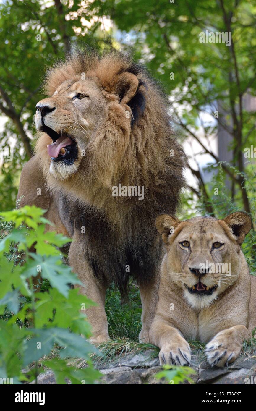 Lion and lionness Stock Photo - Alamy
