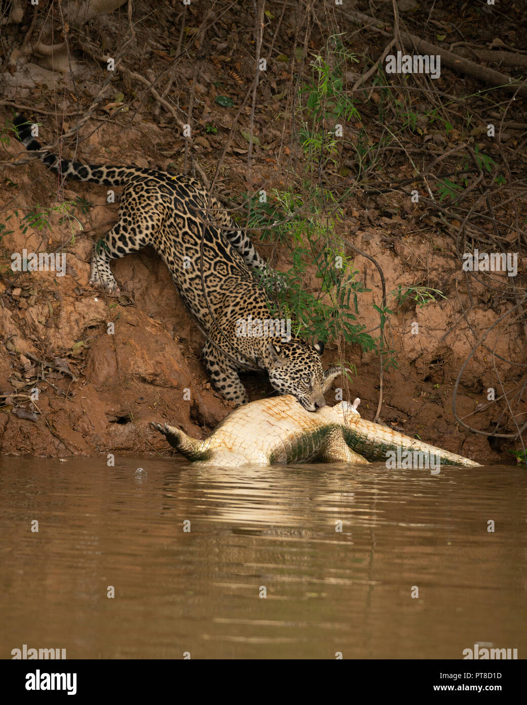 A wild Jaguar pulling a Caiman carcass up a river bank in North ...