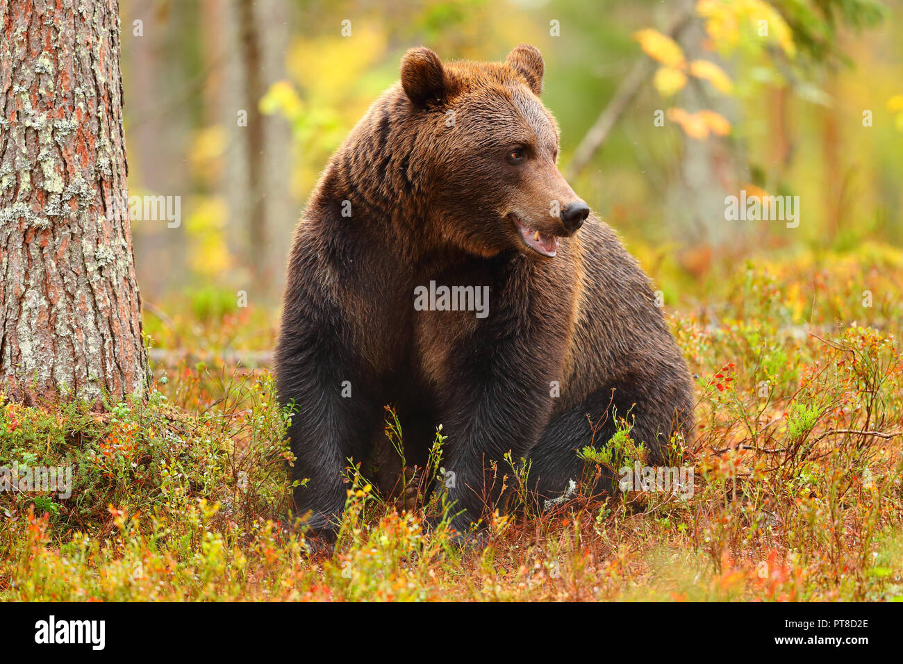 Brown bear in full profile hi-res stock photography and images - Alamy