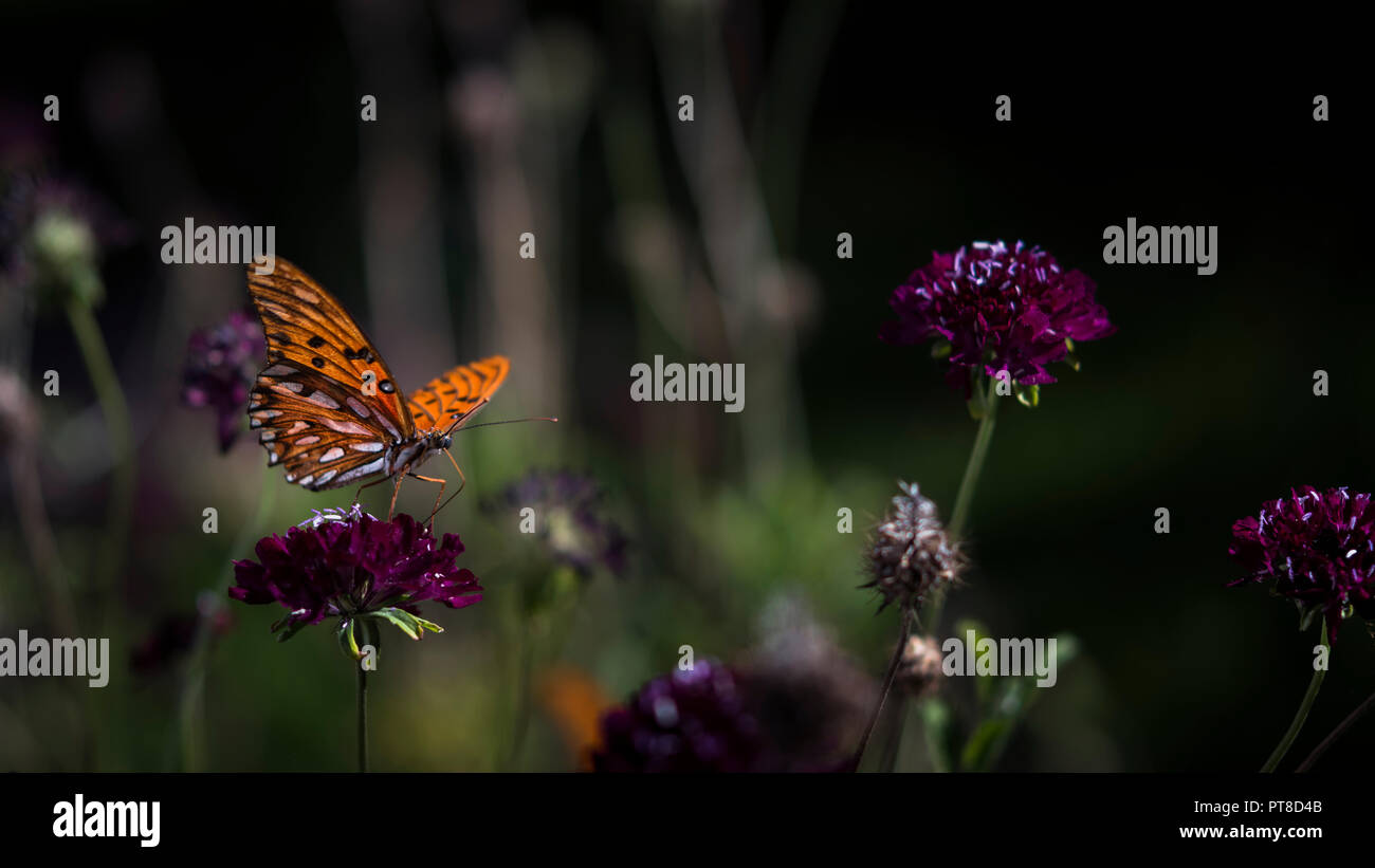 South Monarch Butterfly perched on a mourning bride or sweet scabious ...