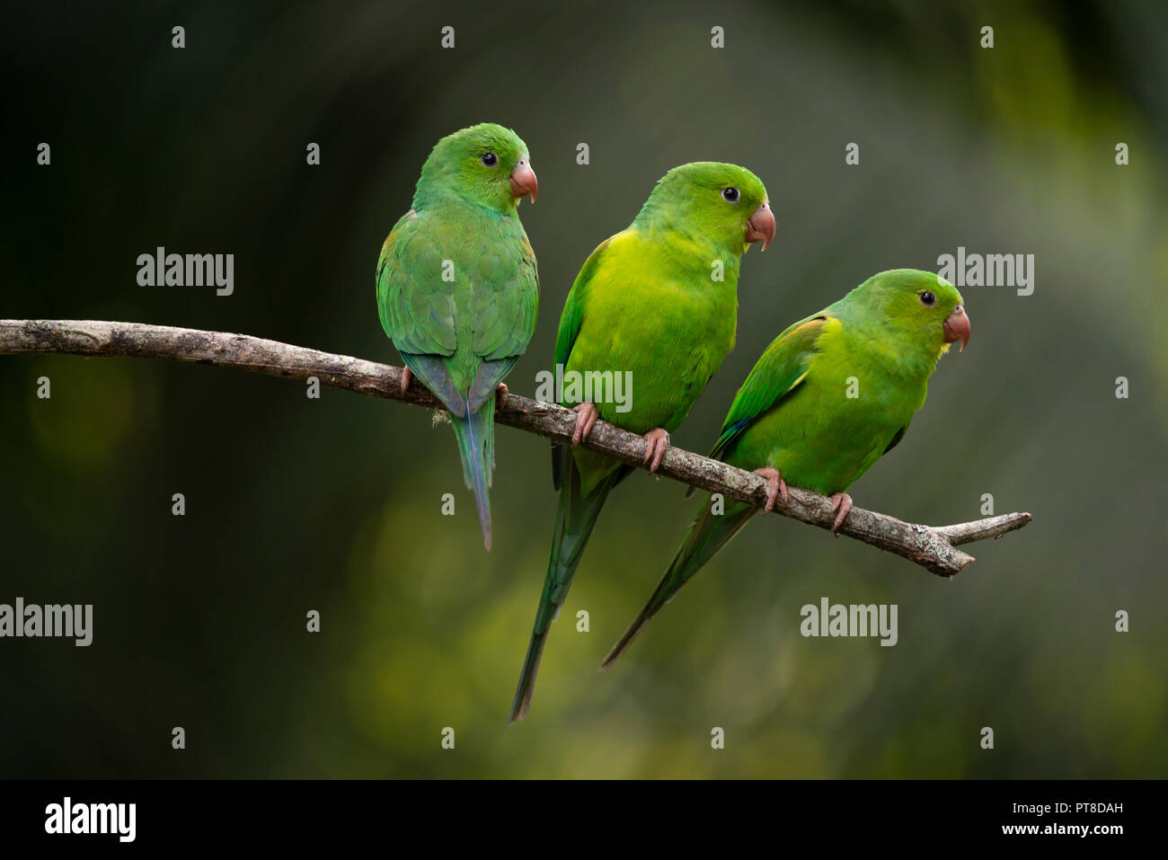Parakeets of south america hi-res stock photography and images - Alamy
