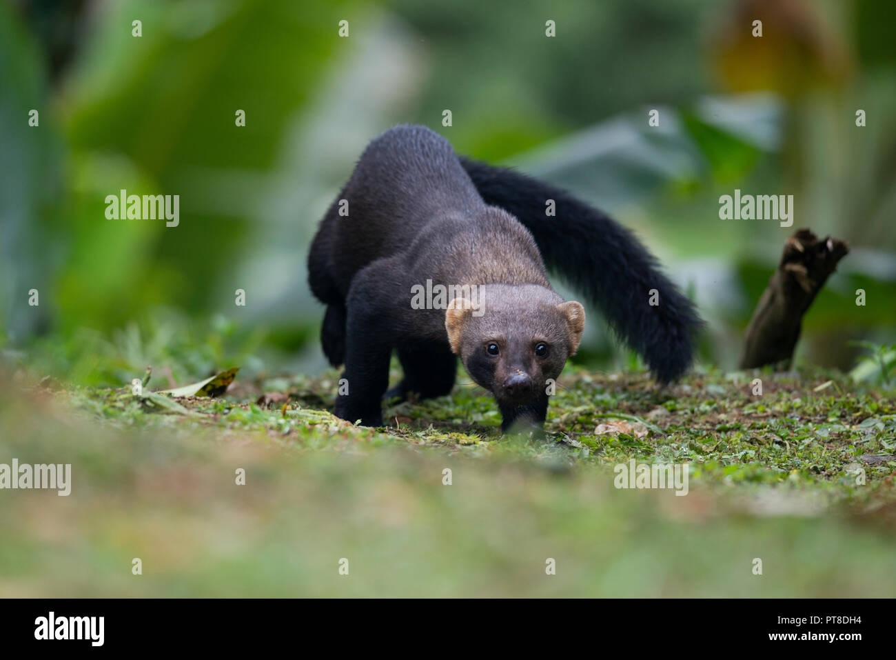 Rainforest animal hi-res stock photography and images - Alamy