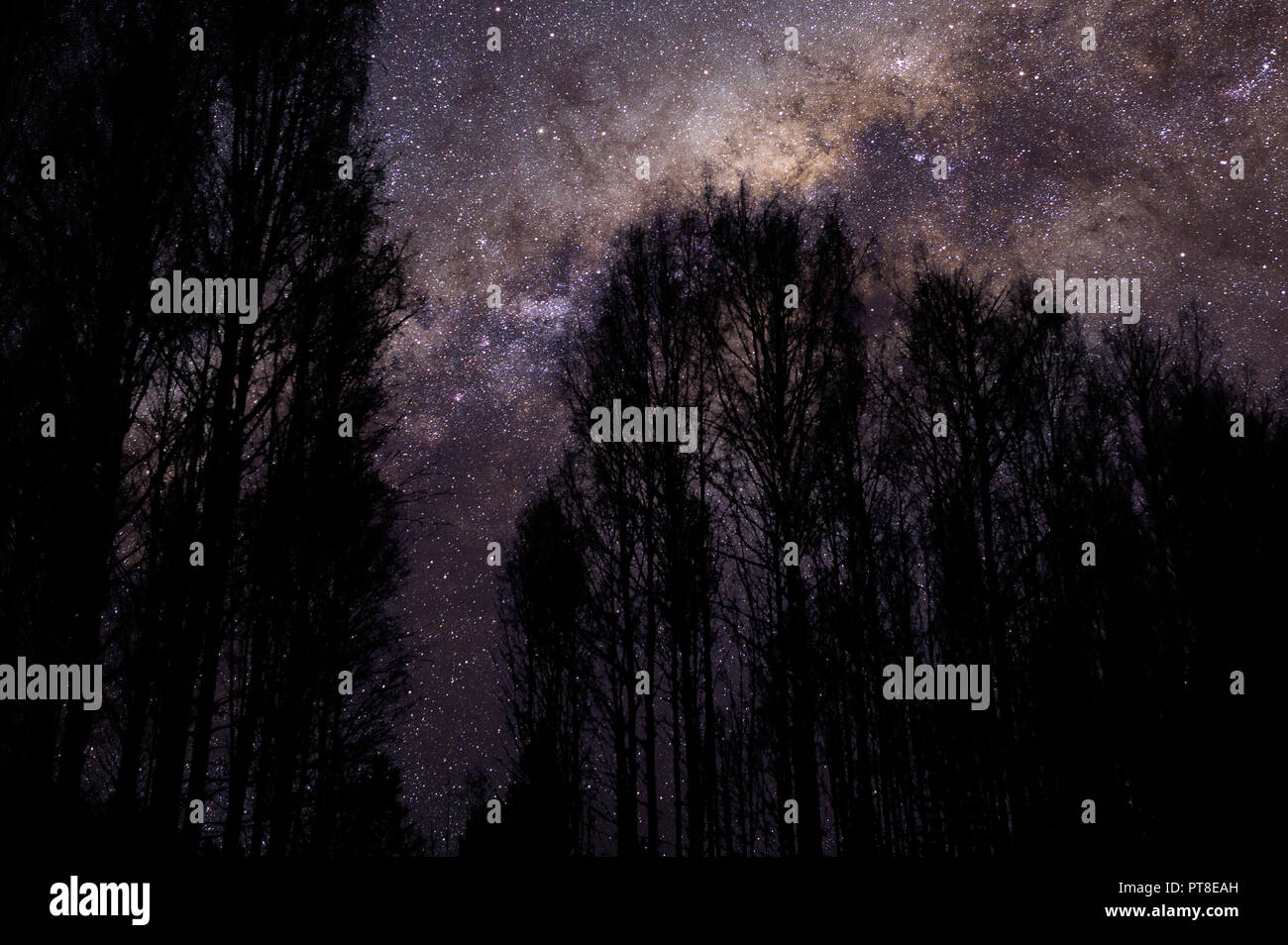 Milky way above birch forest. Treetops and branches blurred by the wind ...