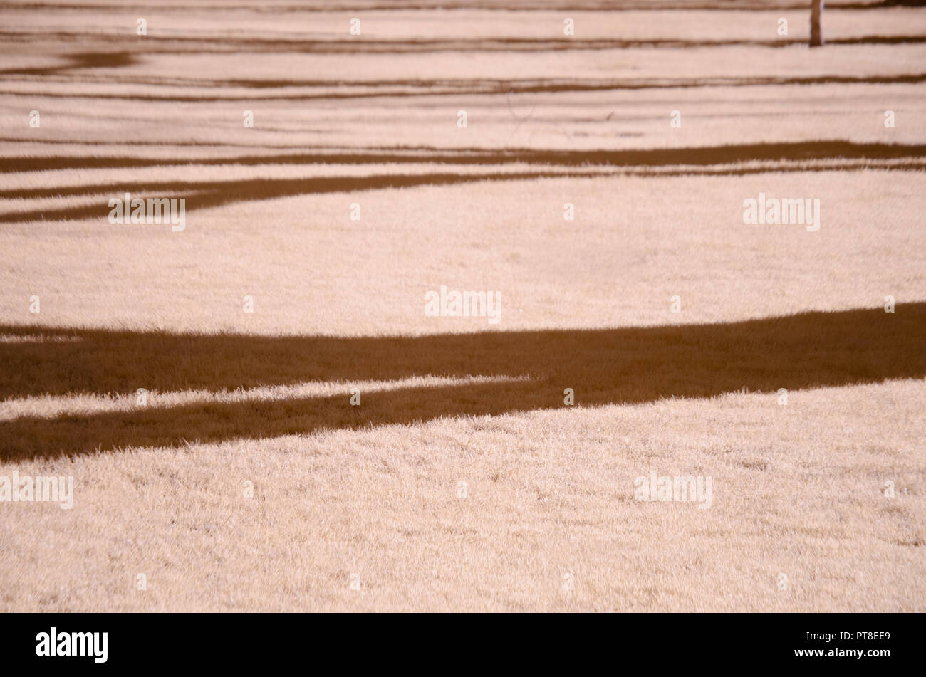 Shadows cast by trees hi-res stock photography and images - Alamy