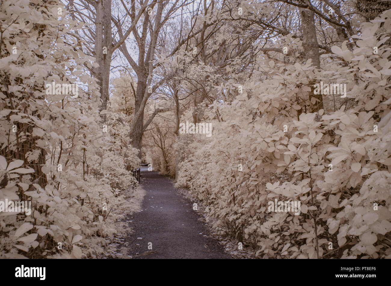 Infrared image of a path cutting through dense foliage Stock Photo - Alamy