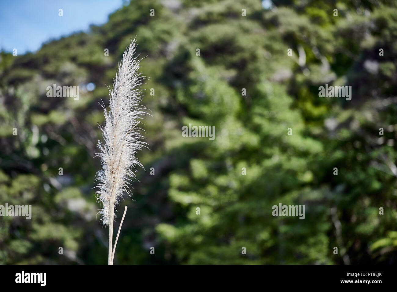 Swamp foxtail grass hi-res stock photography and images - Alamy