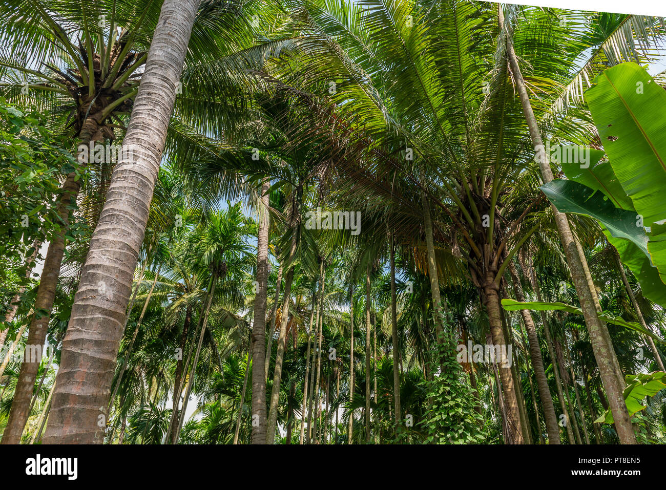 Farm growing coconut and areca-betel nut trees Stock Photo - Alamy