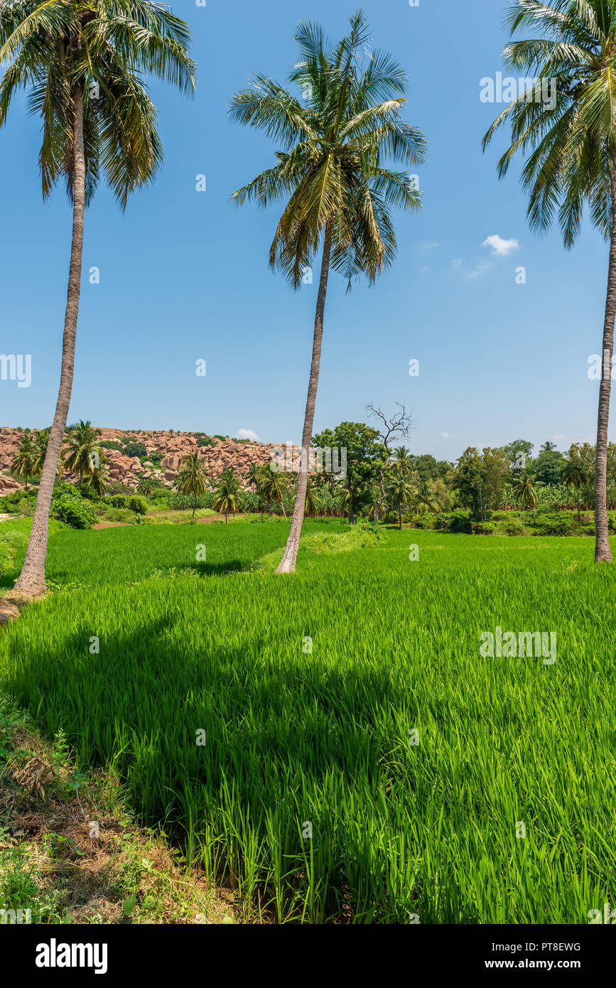 South indian paddy fields hi-res stock photography and images - Alamy