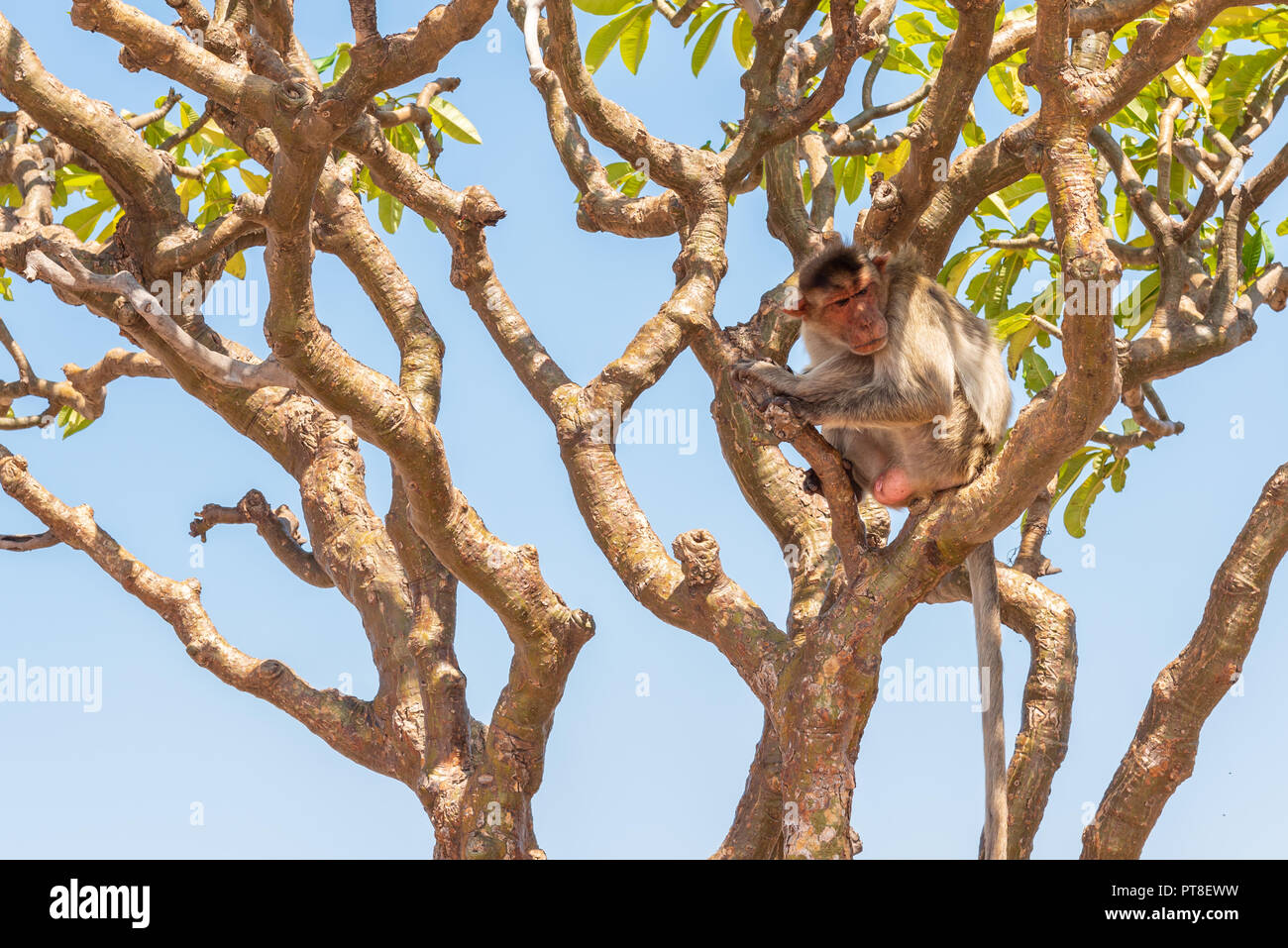 Monkey sitting on a tree in bright sunlight Stock Photo - Alamy