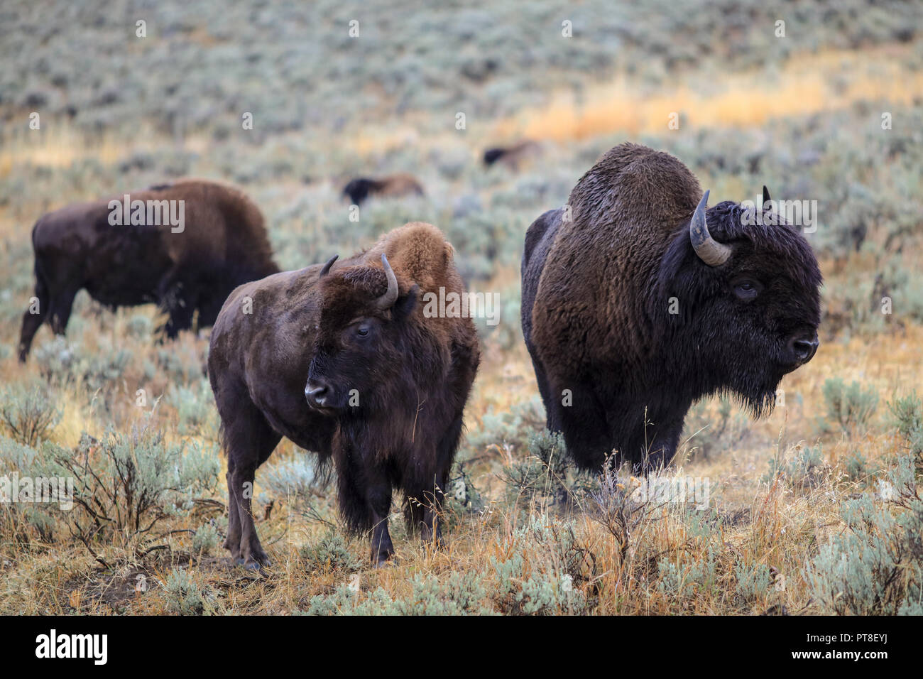 American bison in western hi-res stock photography and images - Alamy