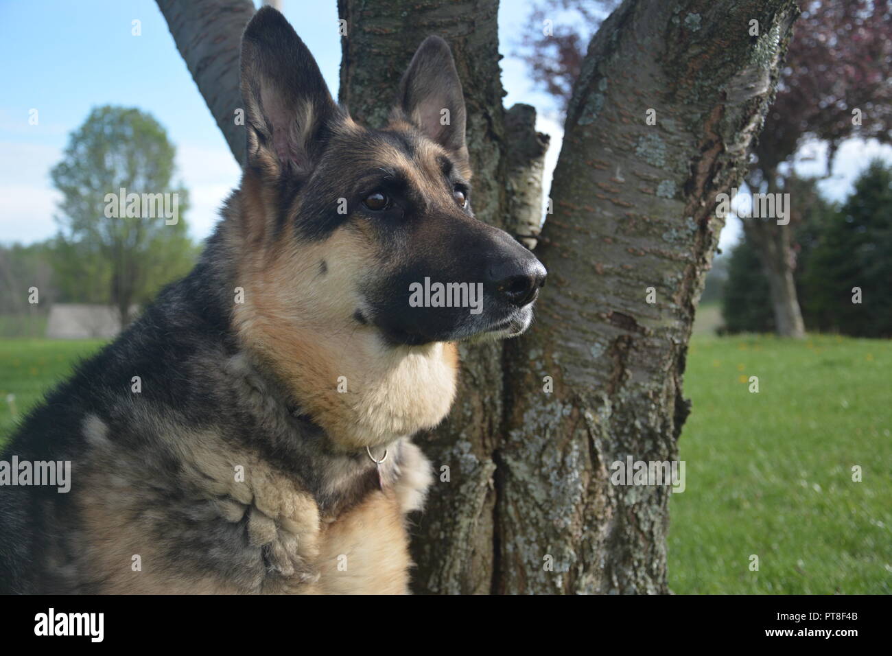 Furry protector hi-res stock photography and images - Alamy