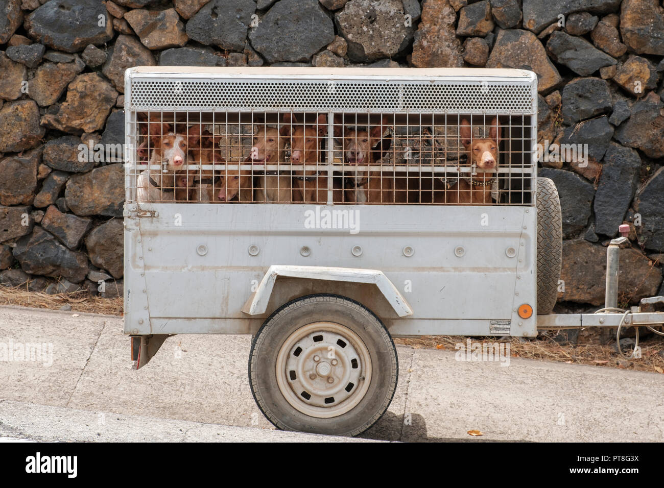Animal transport cage hi-res stock photography and images - Alamy