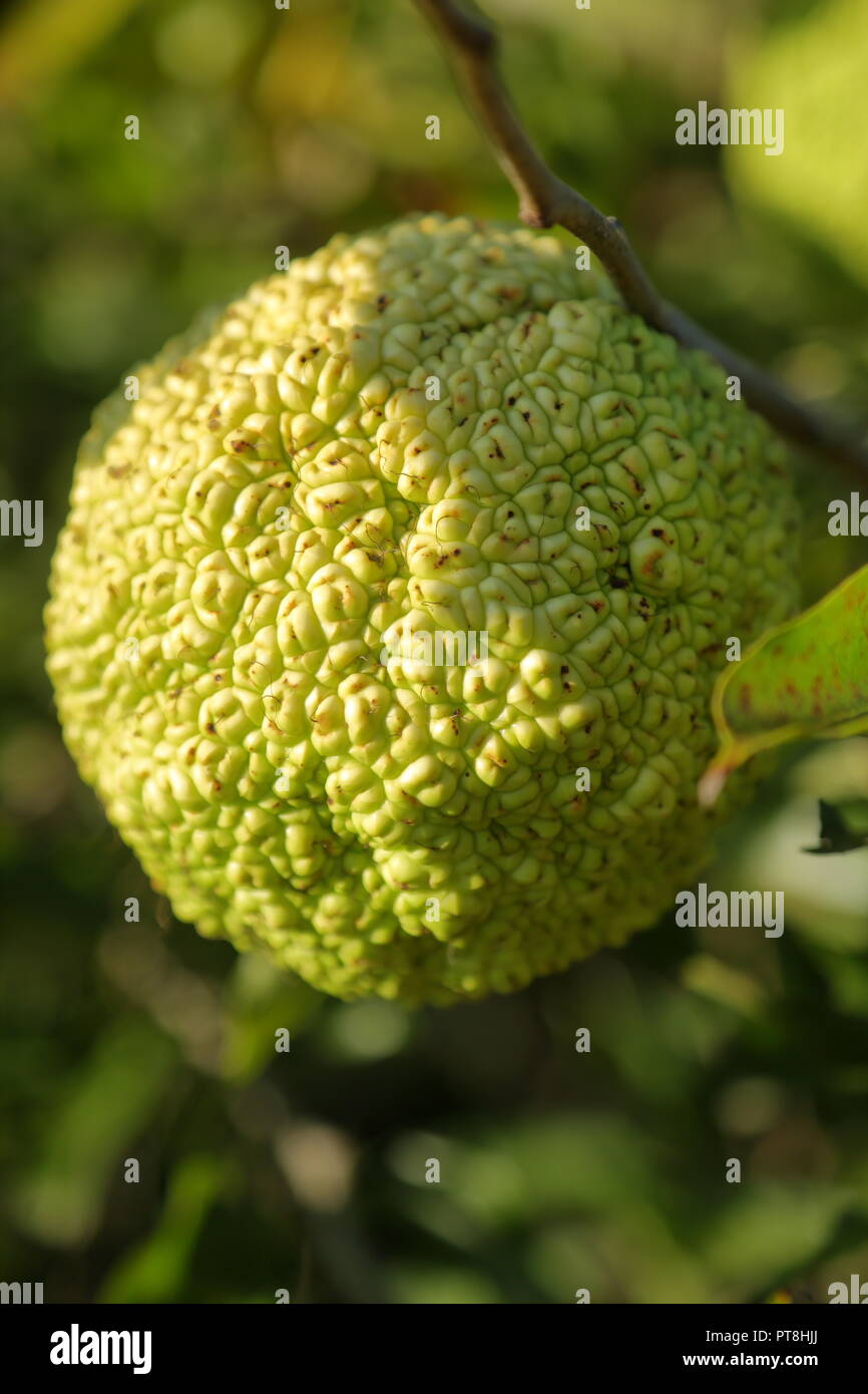 Osage orange tree hi-res stock photography and images - Alamy