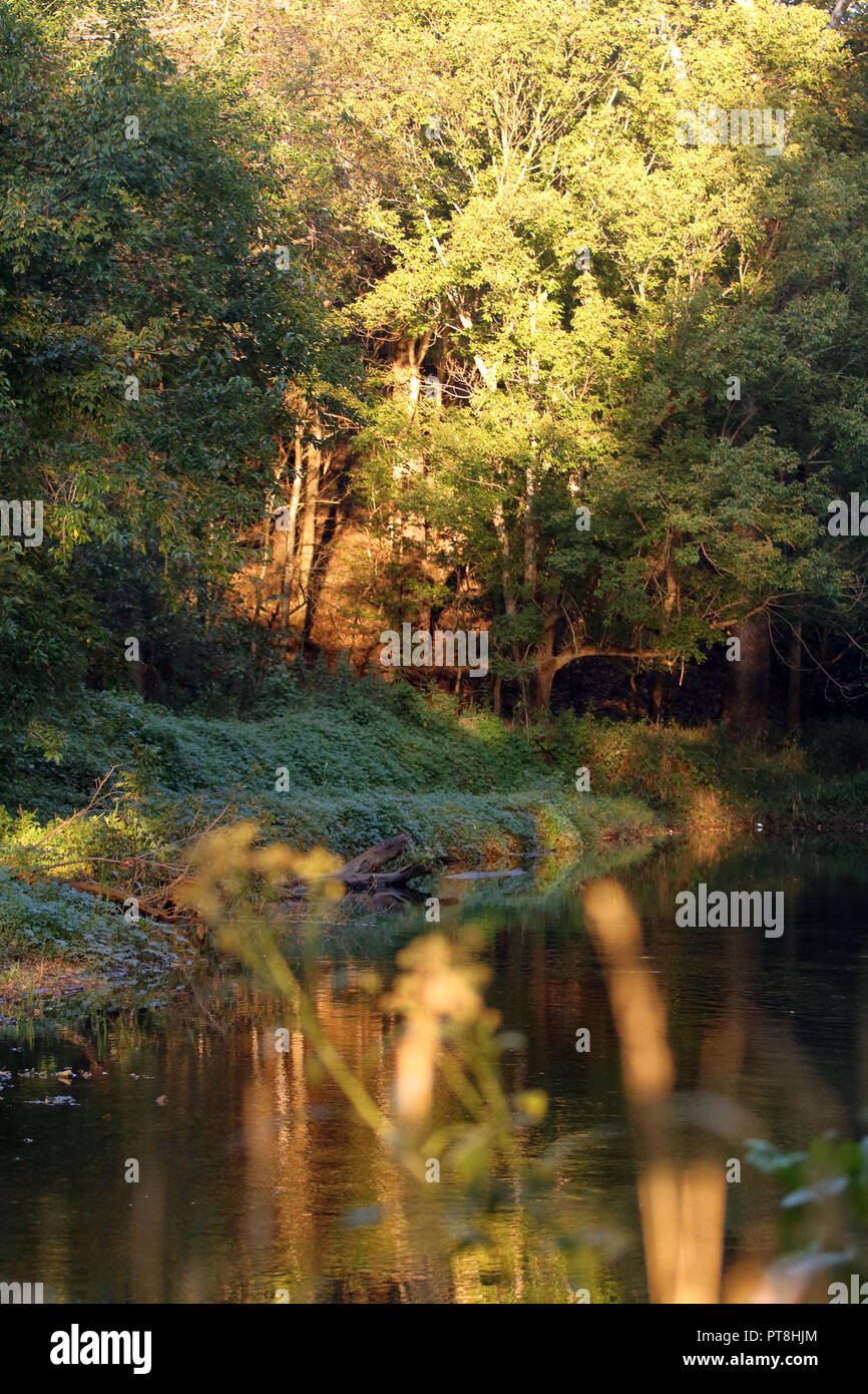 Still water in a creek after the rain. Foliage surrounds the creek ...