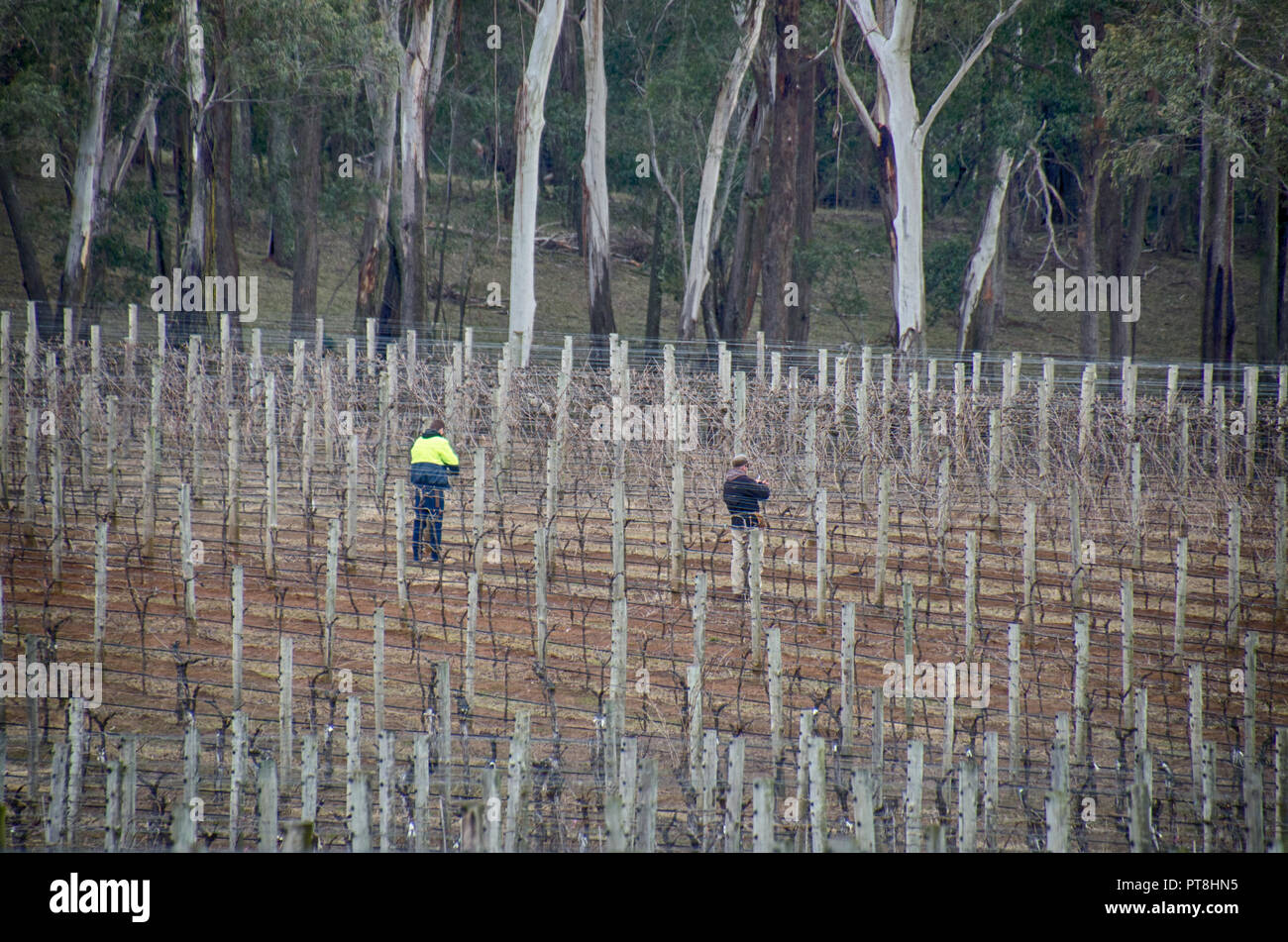 Workers pruning winter vines in cool climate vineyard in Southern ...